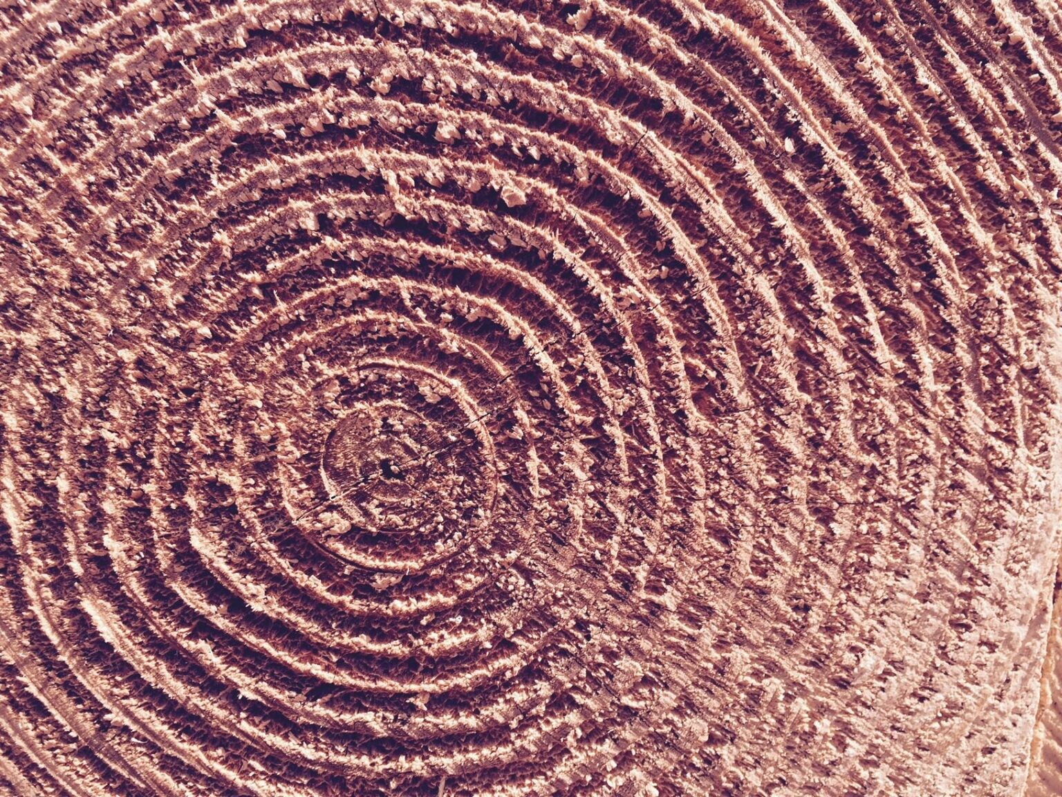 The Norway Spruce Story - NELMA